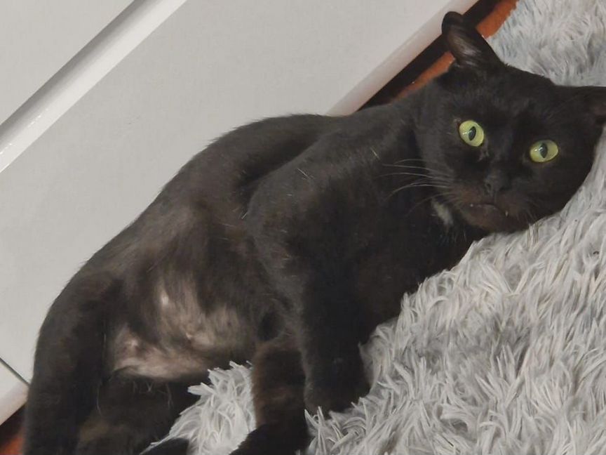 Шикарный черный зеленоглазый красавец ищет дом