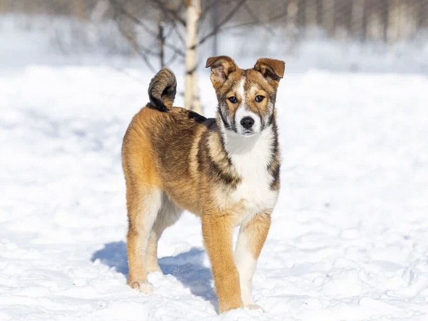 Перчик. Метис хаски. В дар