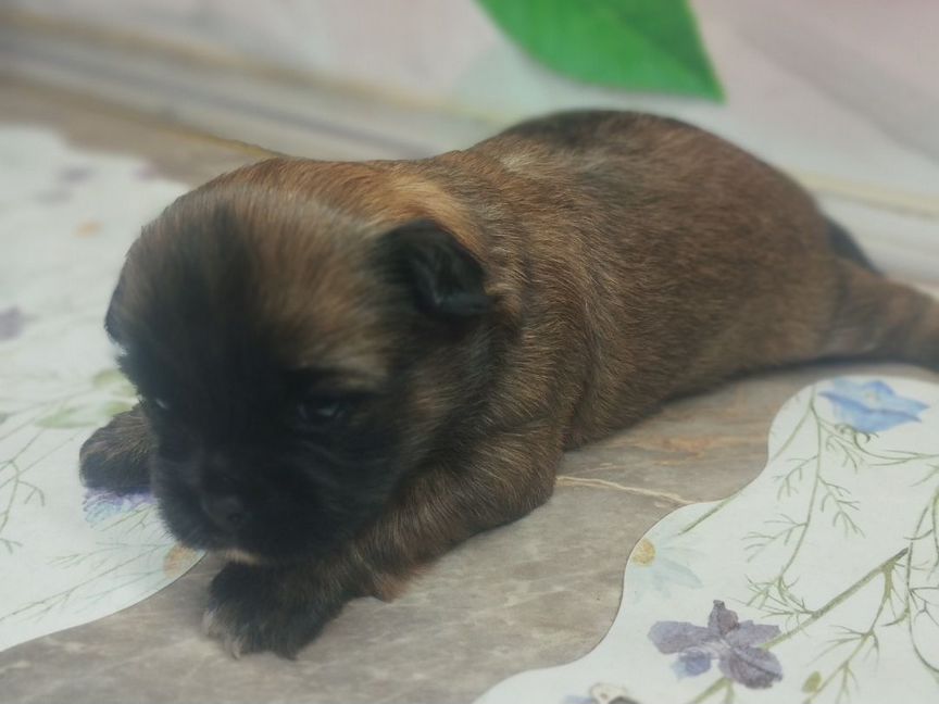 Помесь гриффона