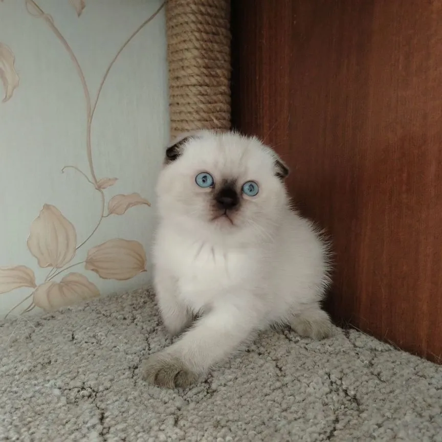 Шотландский мальчик