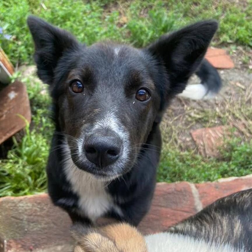 Собаки девочки в добрые руки