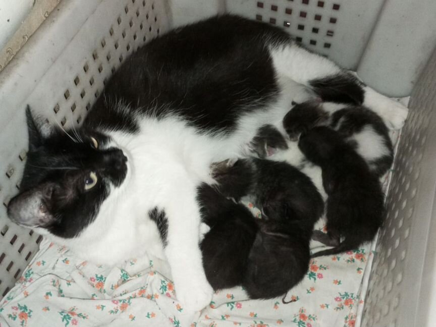 Беспородные котята