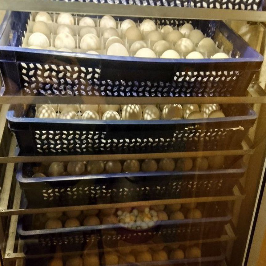 Инкубатор для яиц автоматический бу