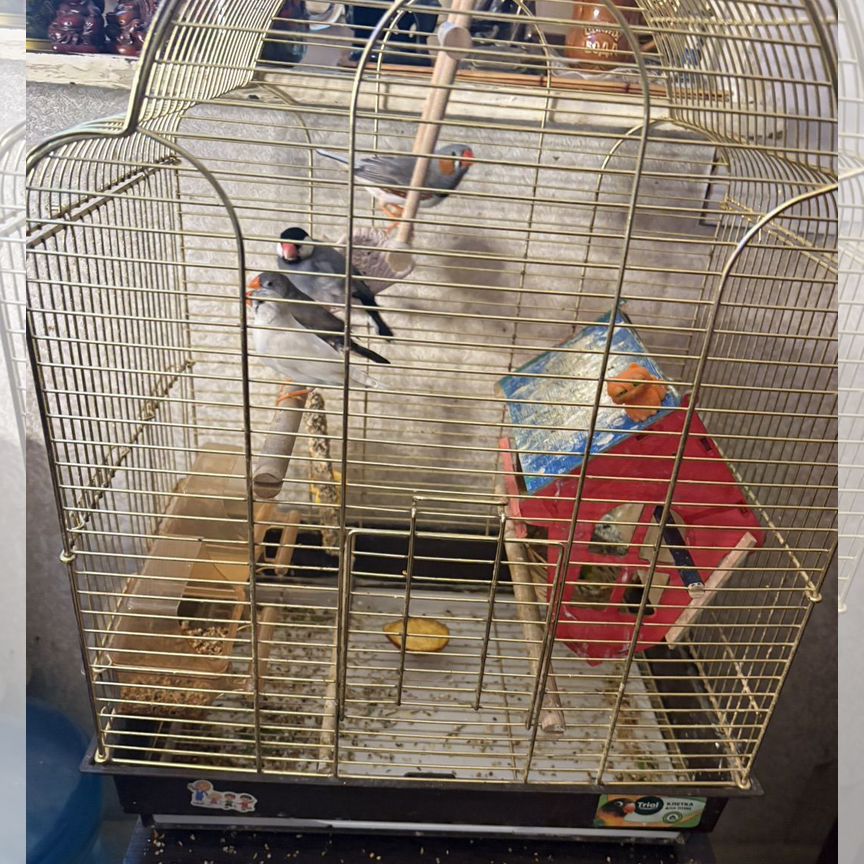 Клетка с амадинами