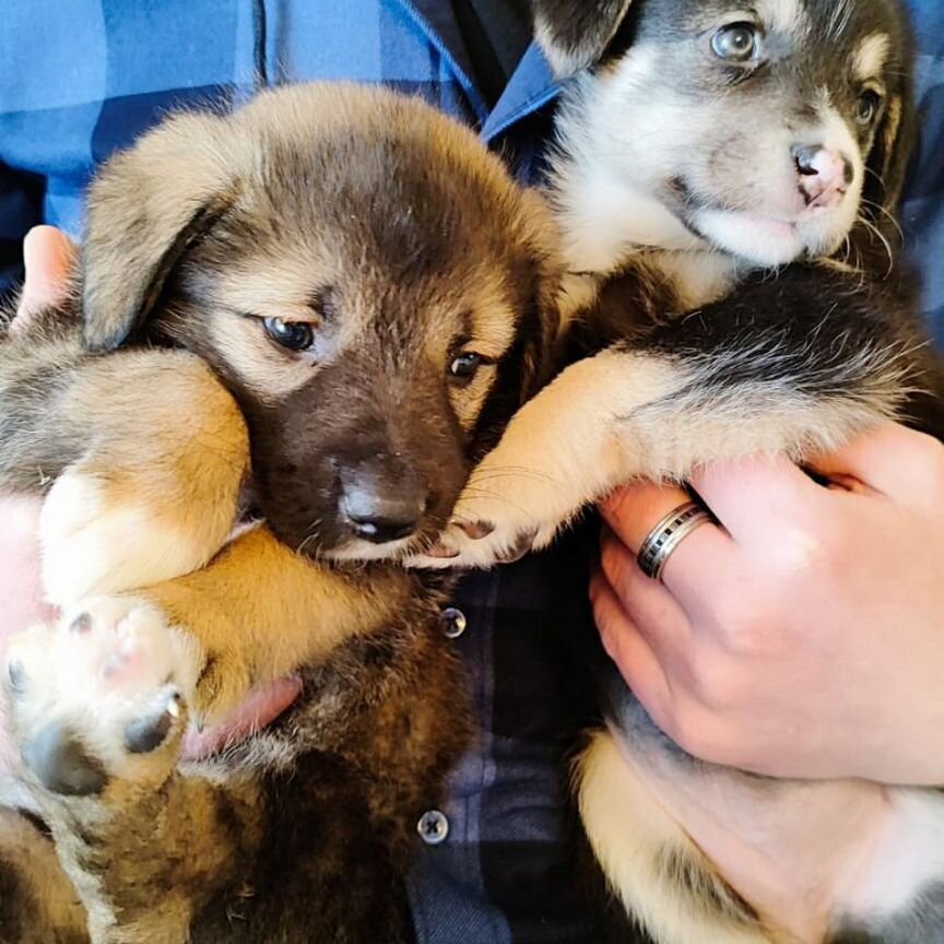 Щенки ищут дом