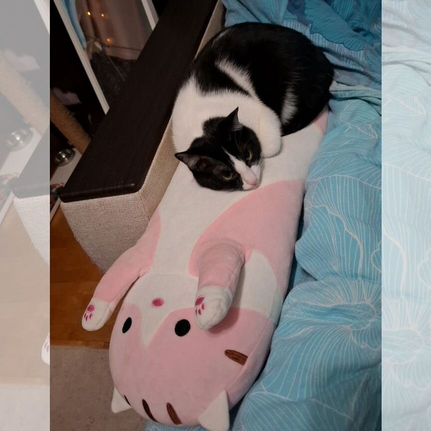 Взрослый кот в добрые руки