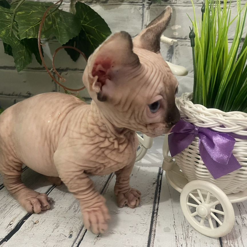 Канадский сфинкс котенок бамбино