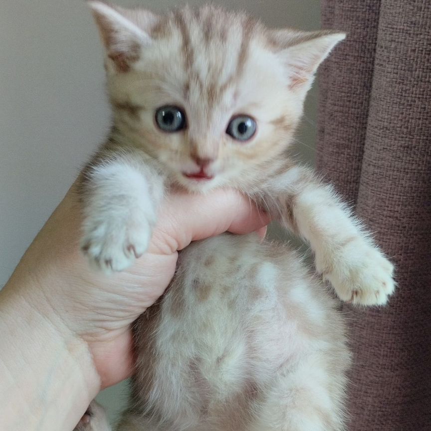 Котята