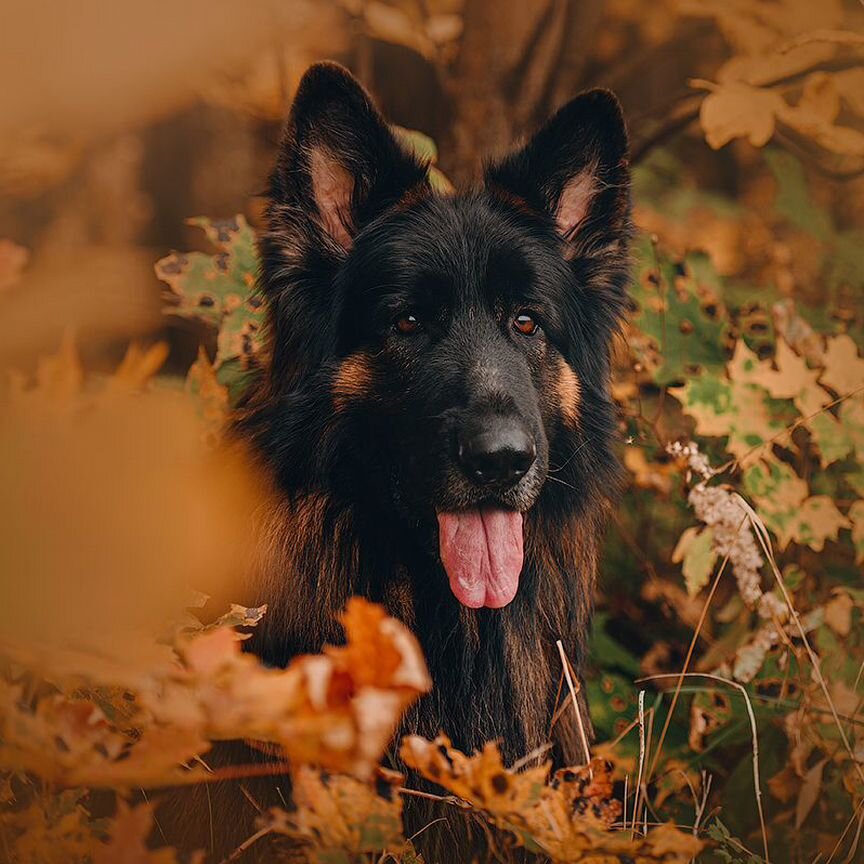 Милая длинношерстная немочка