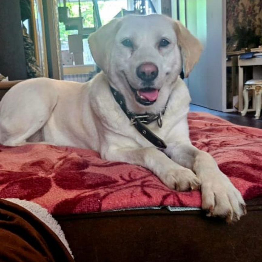 Приношу удачу