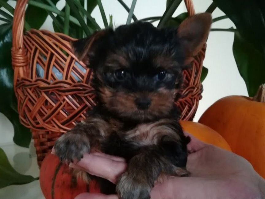 Чудесные дети щенки Йоркширского терьера