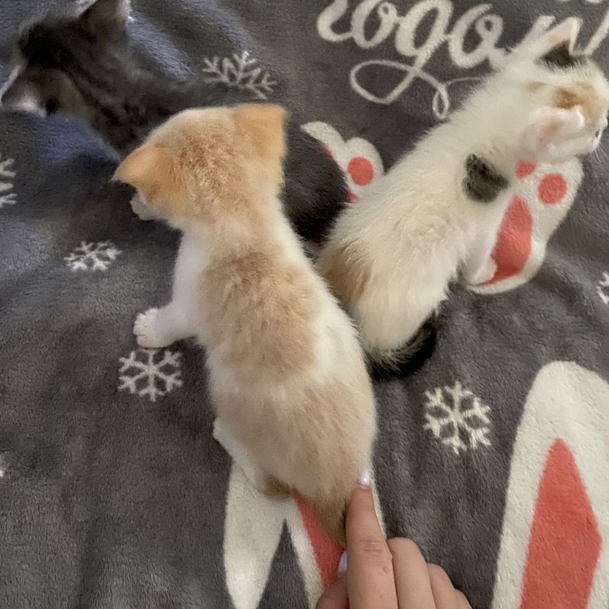 Отдаю котят(помесь)