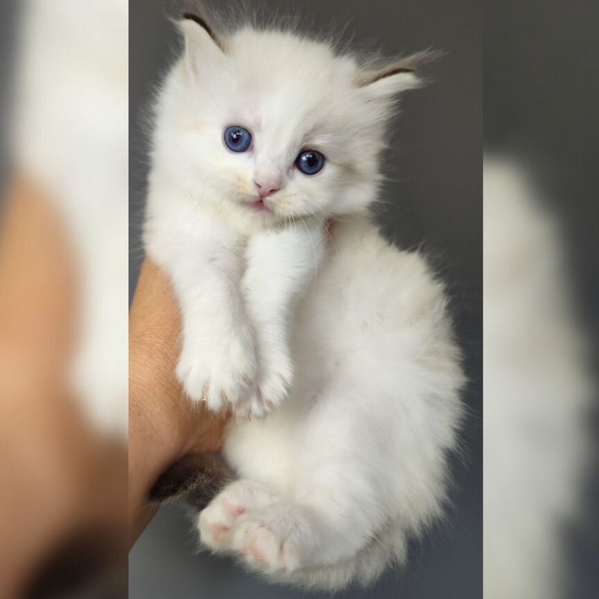 Сладкая булочка рэгдолл