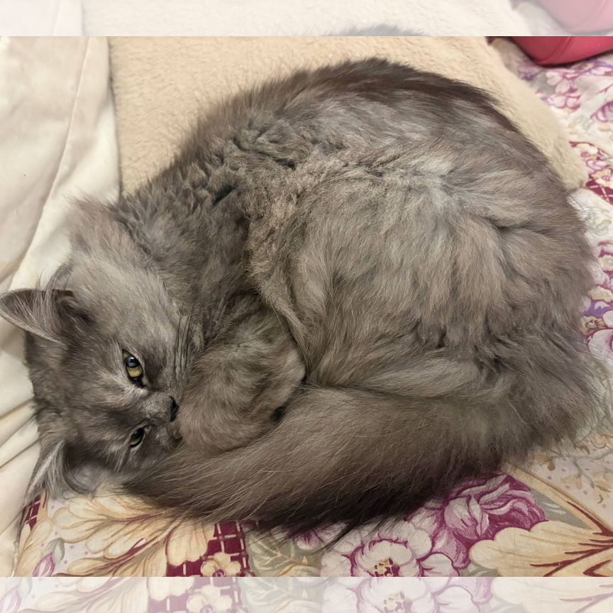 Британский длинношёрстный, взрослый кот