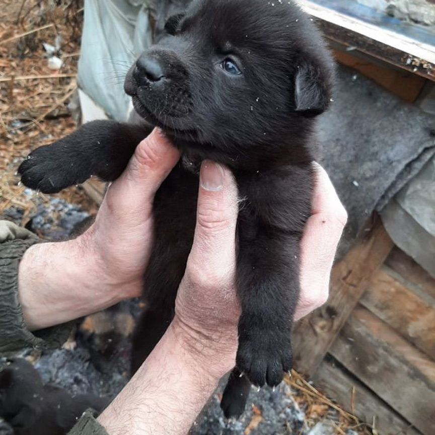 Щеночки в добрые руки