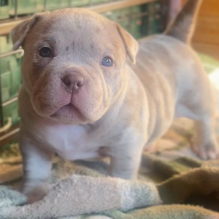 Американский булли, щенок