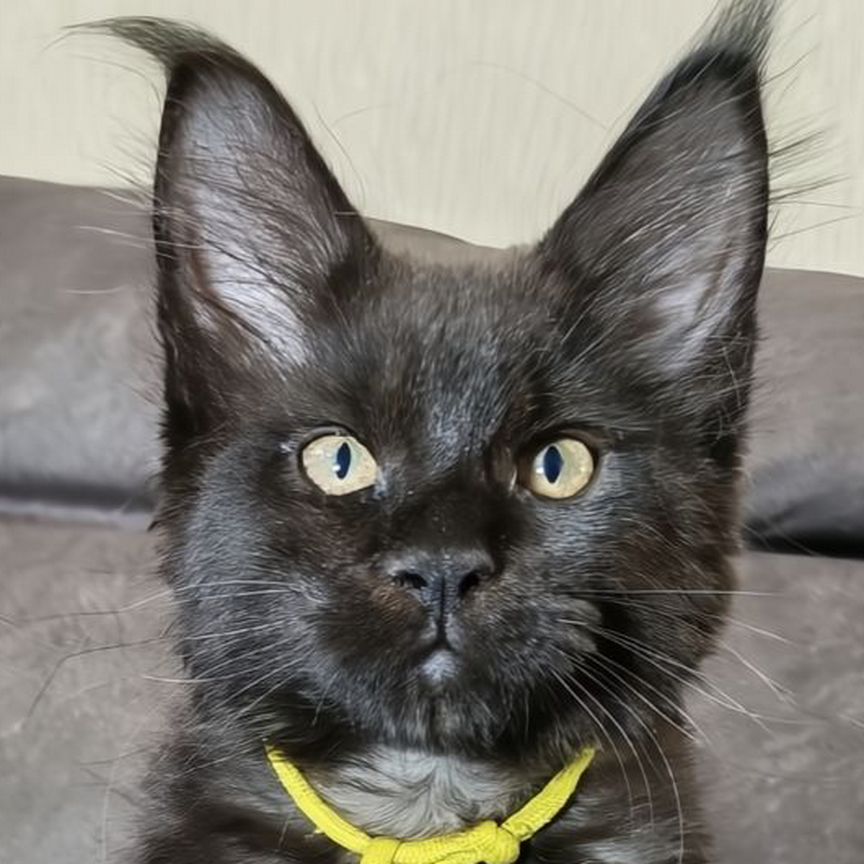 Мейн-кун котёнок