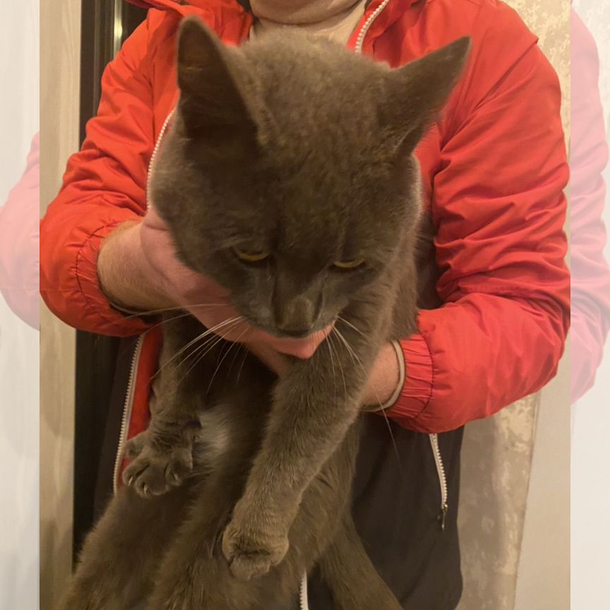 Британский короткошёрстный кот, взрослый