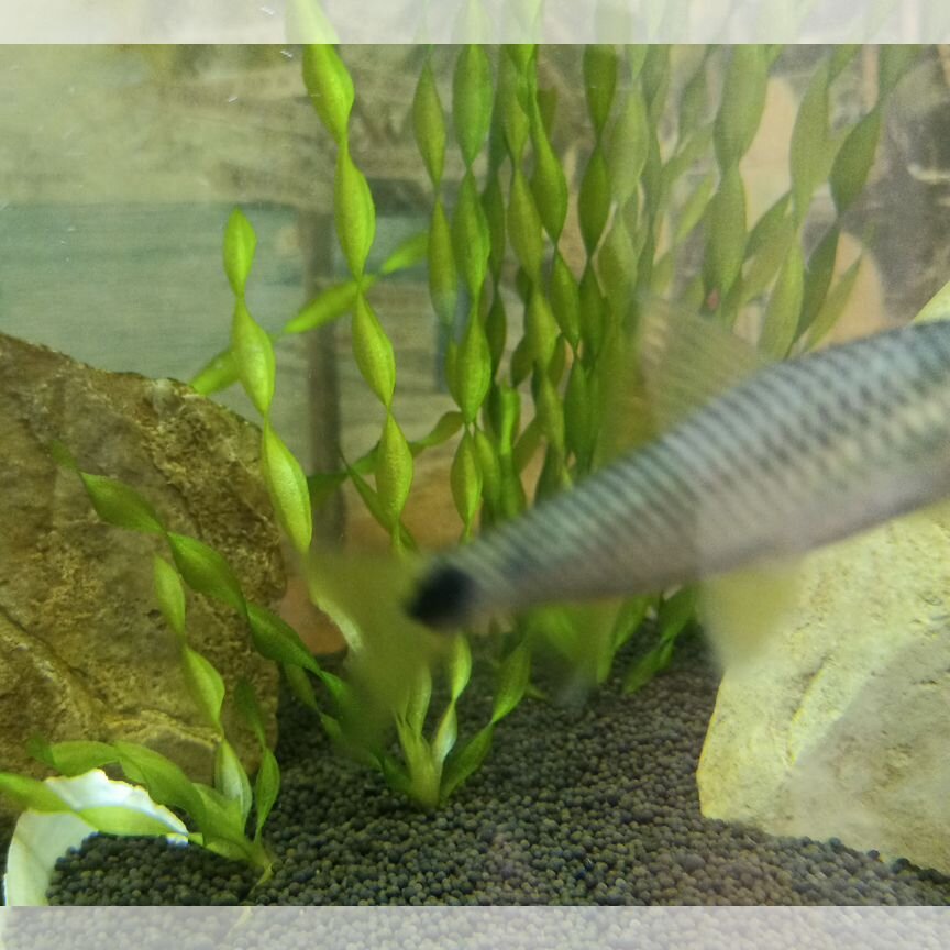 Валиснерия спиральная