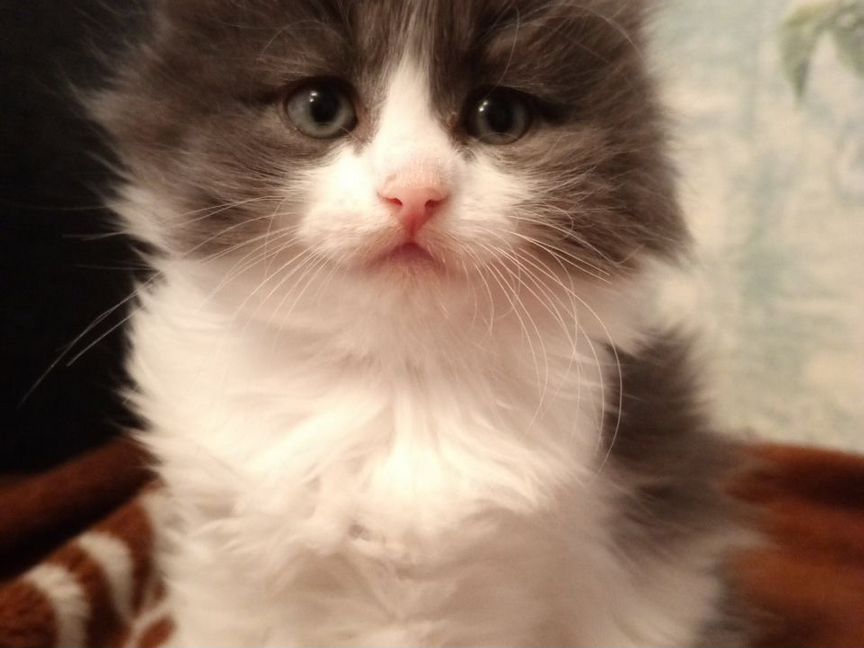 Котёнок в добрые руки