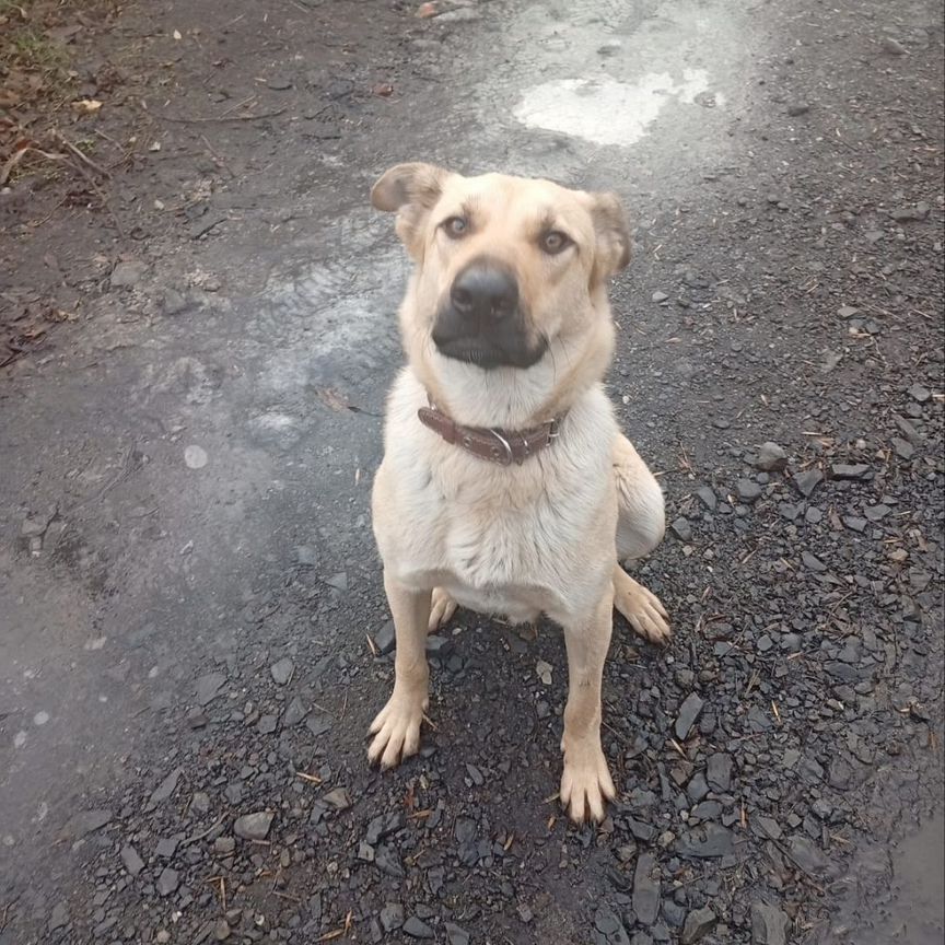 Отдам в добрые руки