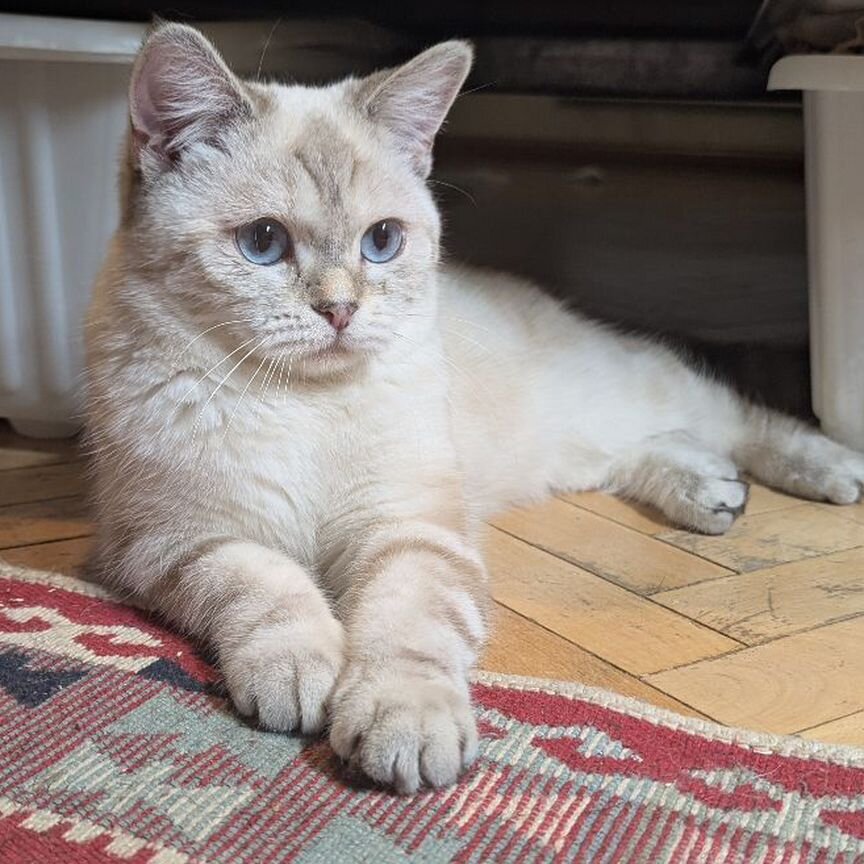 Тайский котёнок