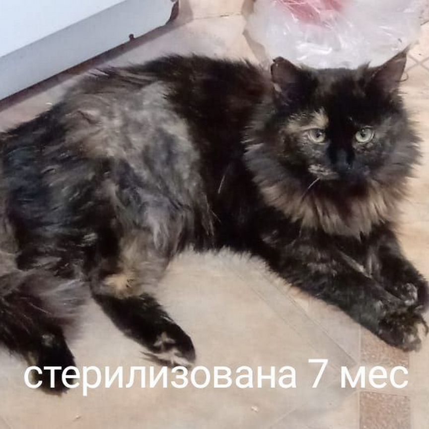 Пушистая красотка
