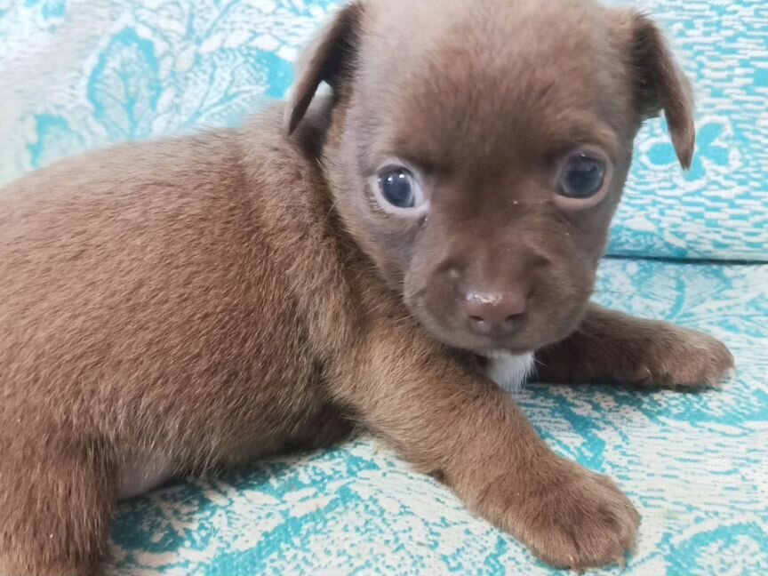 Щенок Чихуахуа девочка 1месец