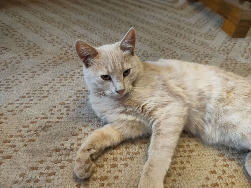 Котёнок 5 месяцев