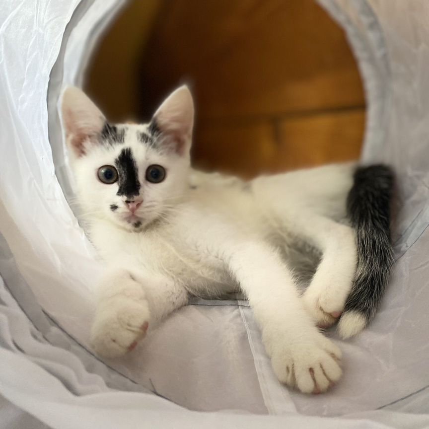 Котята в добрые руки приучены к лотку