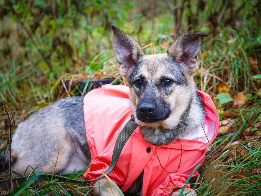 Щенок в добрые руки / бесплатно