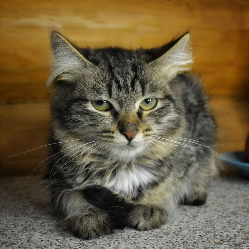 Котик 5 месяцев