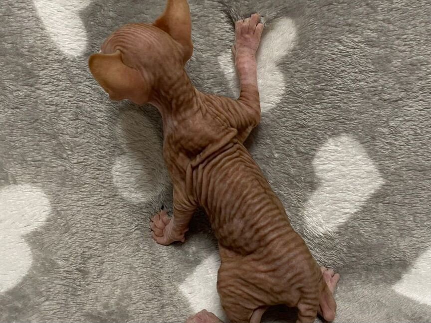 Тигровый котёнок канадского сфинкса