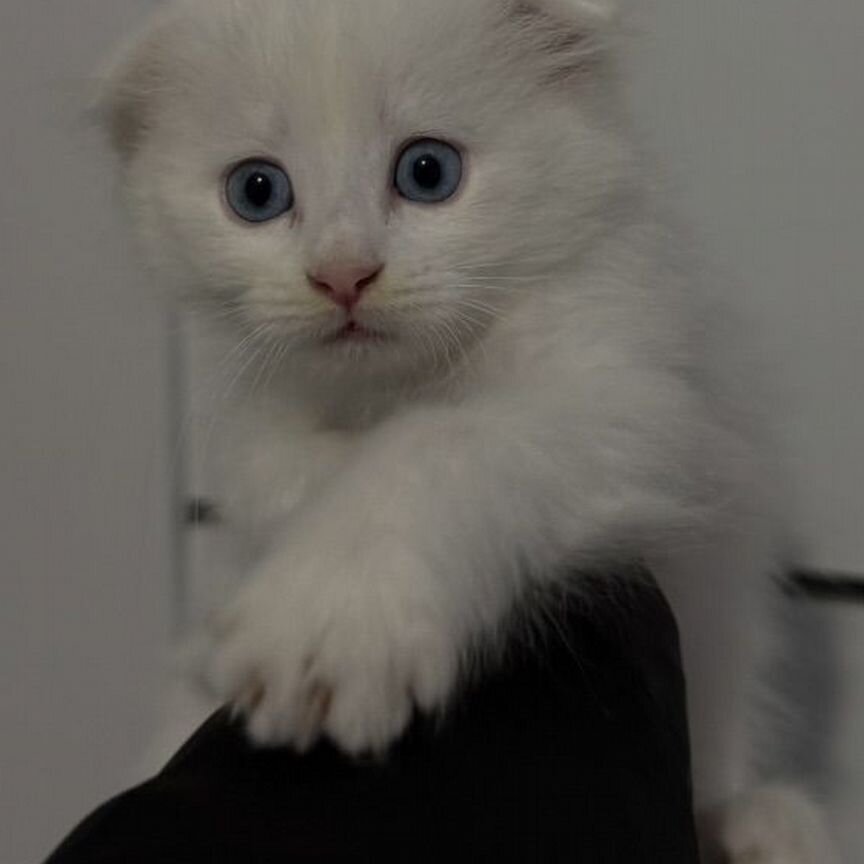 Котята турецкой ангоры
