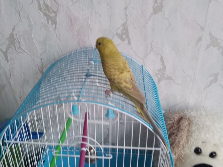 Волнистый попугай с клеткой