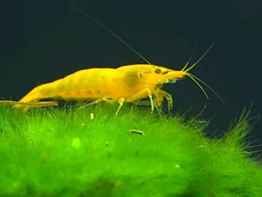 Креветки желтый неон. Возможна доставка