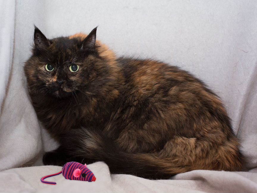 Кошечку зовут Черепашка в добрые руки