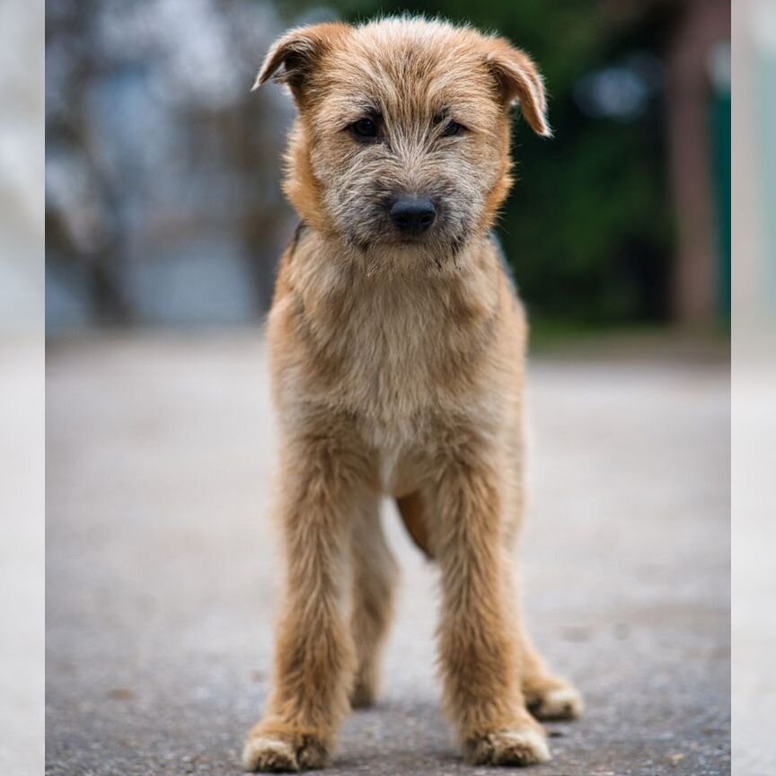 Щенок в добрые руки