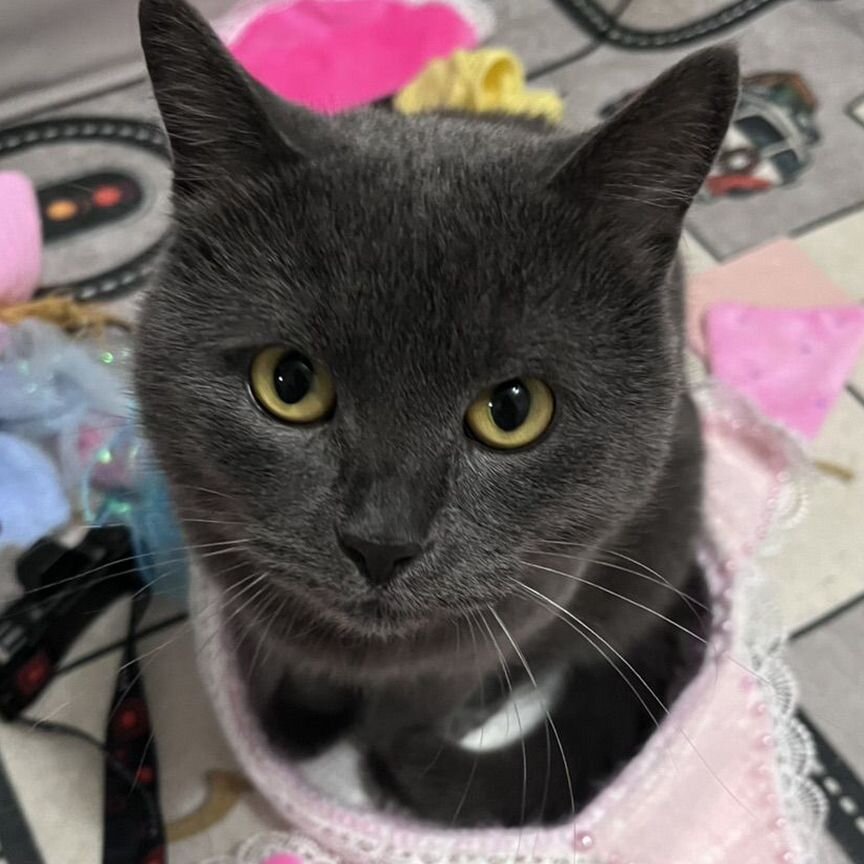 Взрослый кот в добрые руки