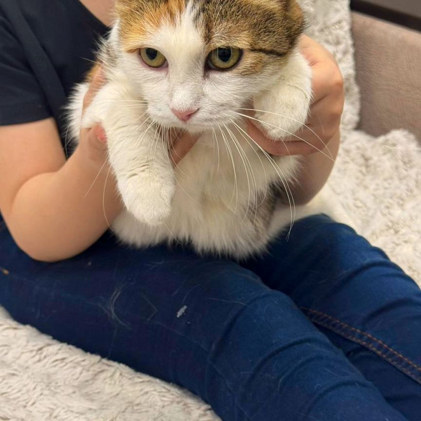 Трехцветная кошечка