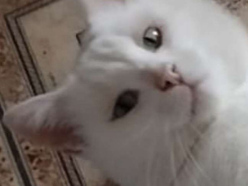 Найден белый кот с разными глазами на Высокой горе