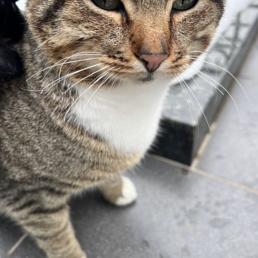 Кот