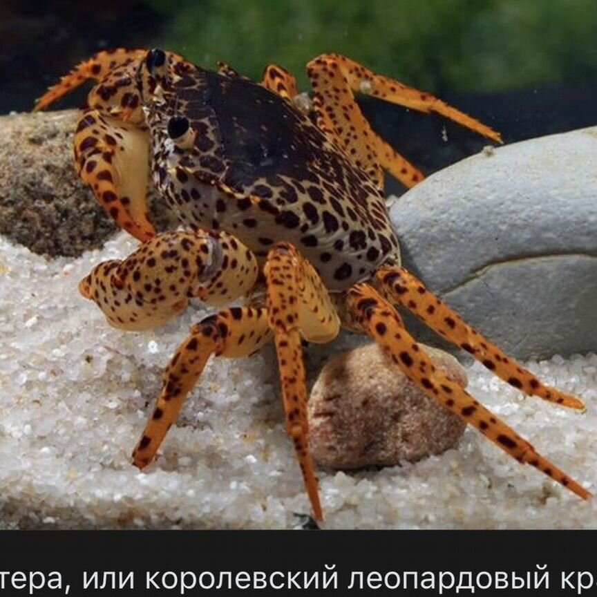 Краб королевский аквариумный