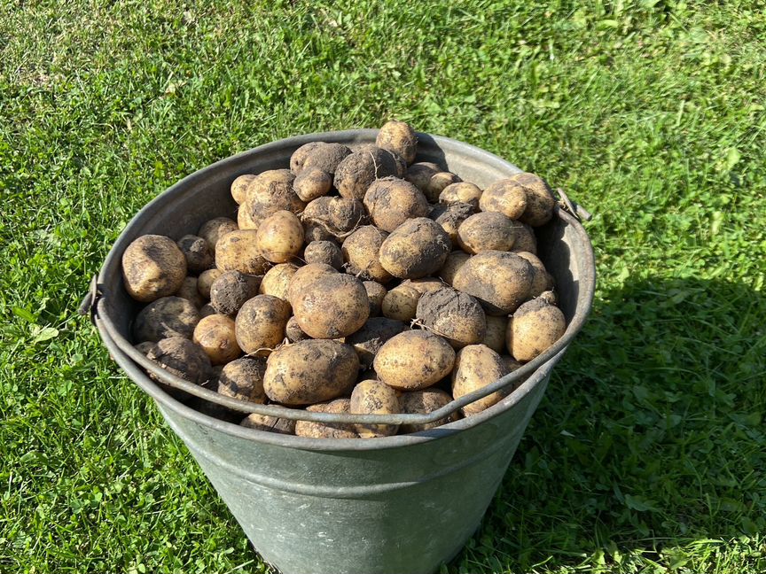 Мелкая молодая картошка