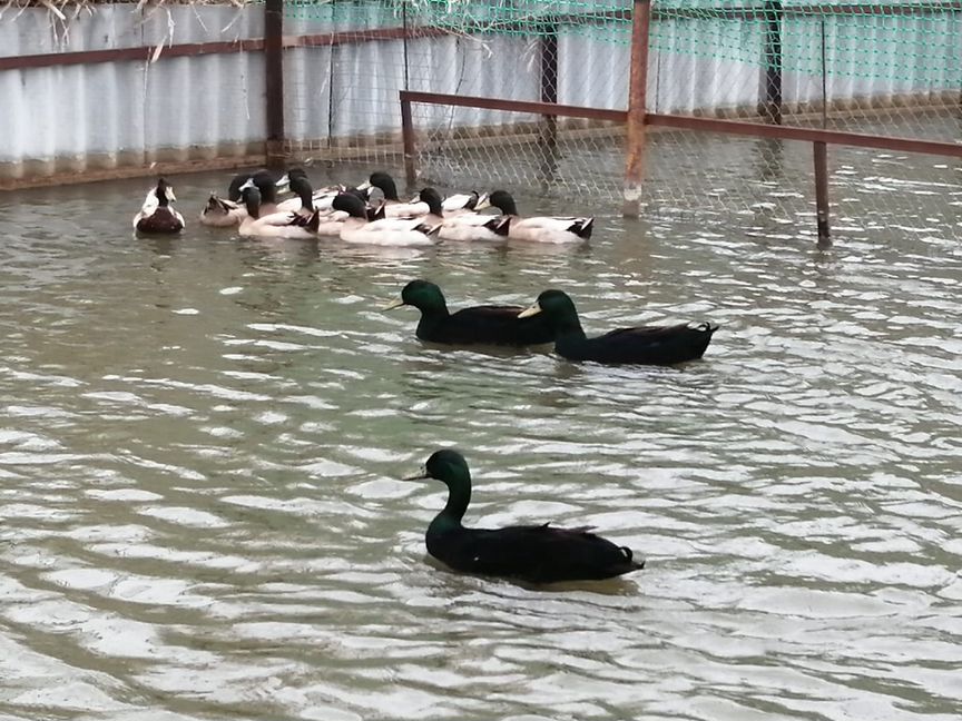 Селезни хаки кемпбэлл, каюга