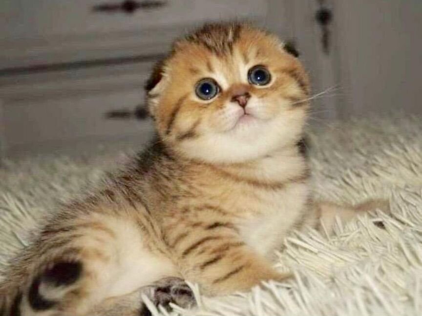 Шотландские котята