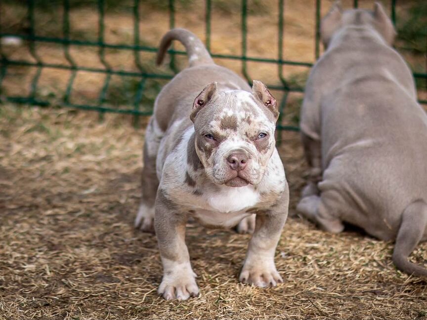 Американский булли