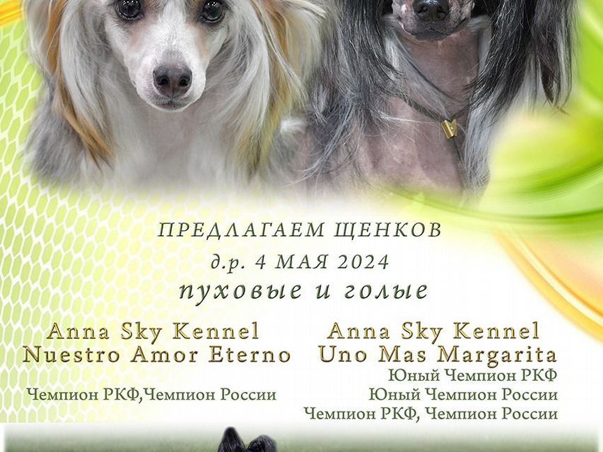 Щенки китайской хохлатой собаки