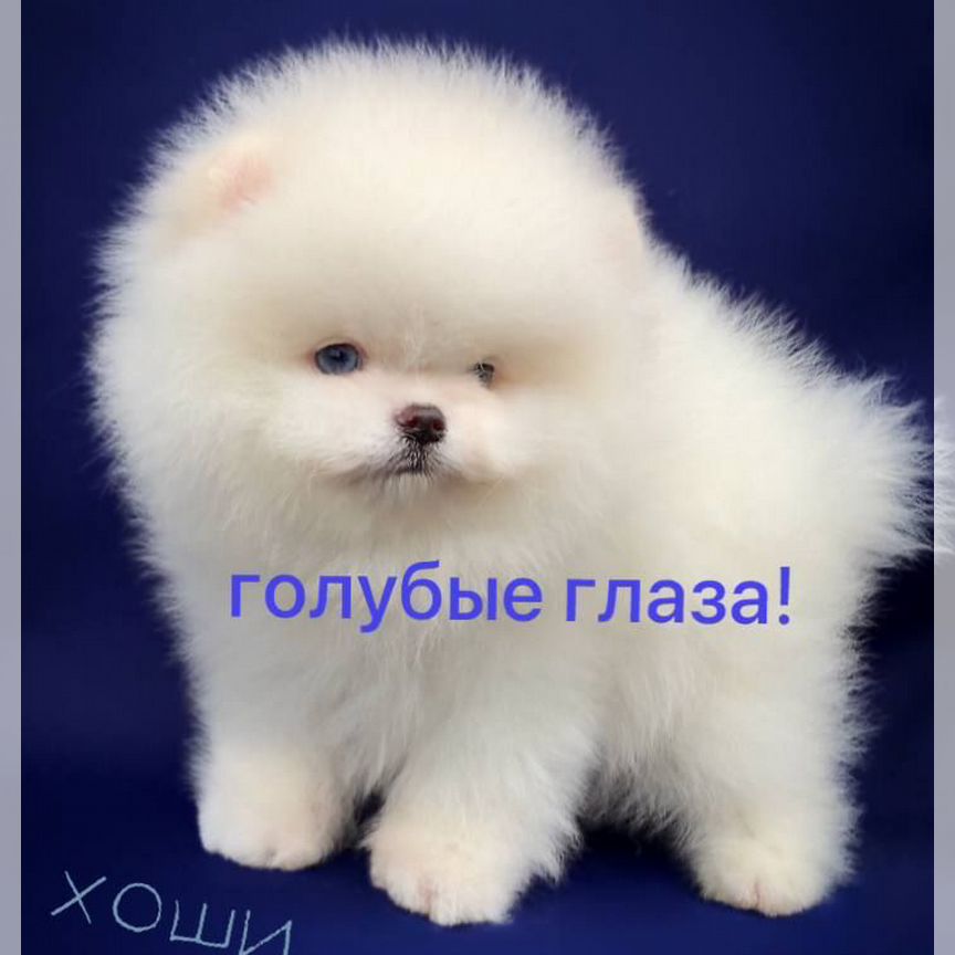 Померанский шпиц, щенок