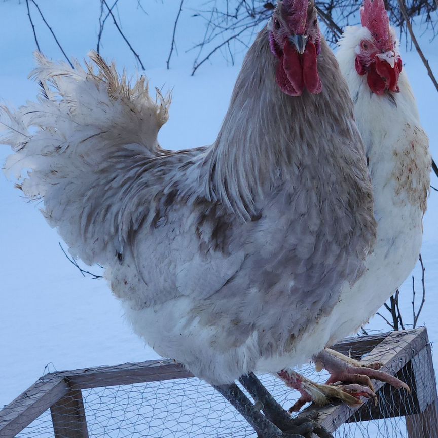 Петух молодой домашний